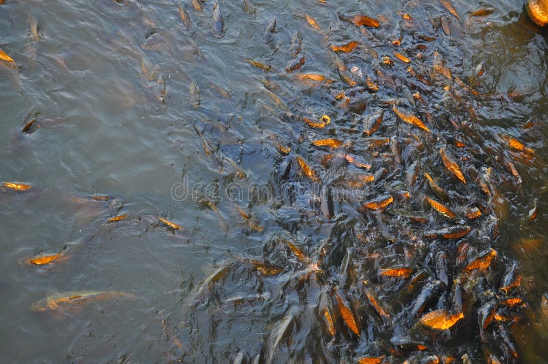 Feeding carp fish stock photo. Image of outdoor, aquaculture - 14995742