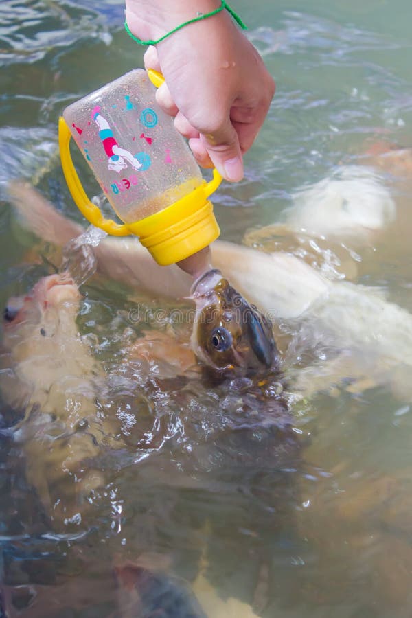 Feeding Carp fish stock image. Image of farm, feed, hungry - 59579565
