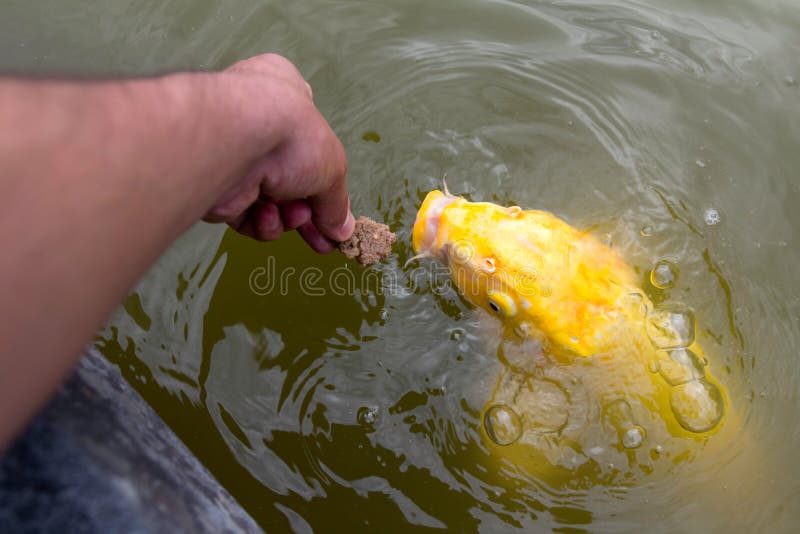 Feeding carp by hand stock image. Image of asian, japan - 119934149