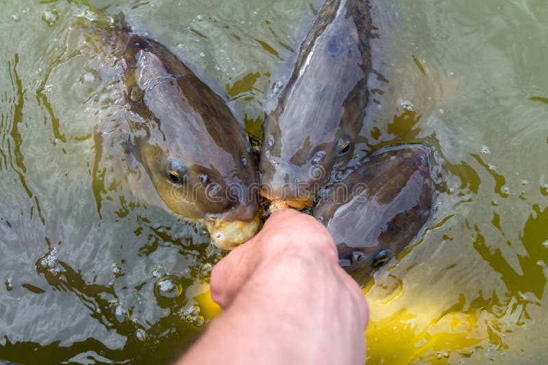 Feeding carp by hand stock photo. Image of colorful - 119934162