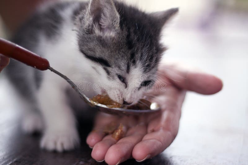 Feeding cat stock image. Image of lying, fodder, kitty - 58962421