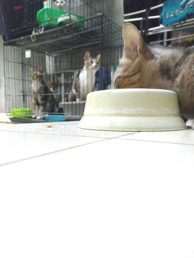Feeding the Cat while Other Cat Just Look Stock Photo - Image of ...