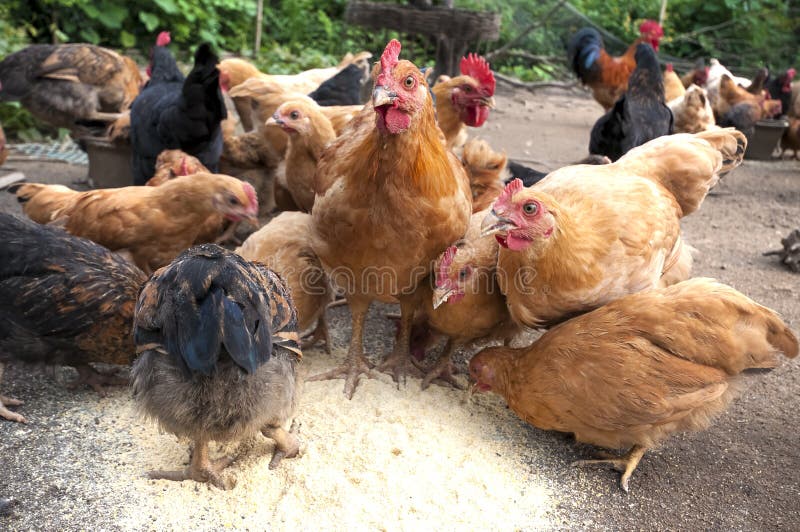 Feeding chicken stock photo. Image of fodder, farming - 26932556