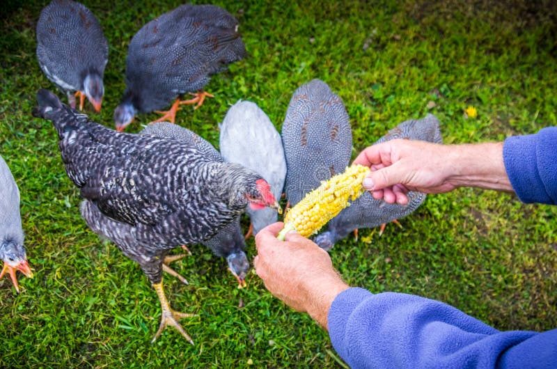 503 Hand Feeding Chicken Stock Photos - Free & Royalty-Free Stock ...