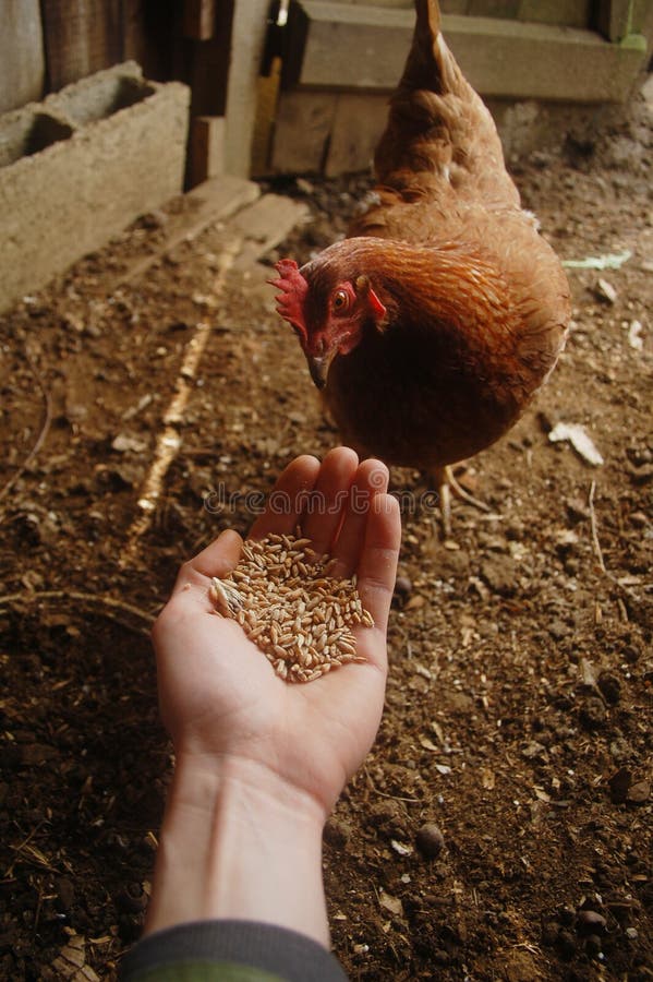 Feeding chicken from hand stock photo. Image of chicken - 19075382