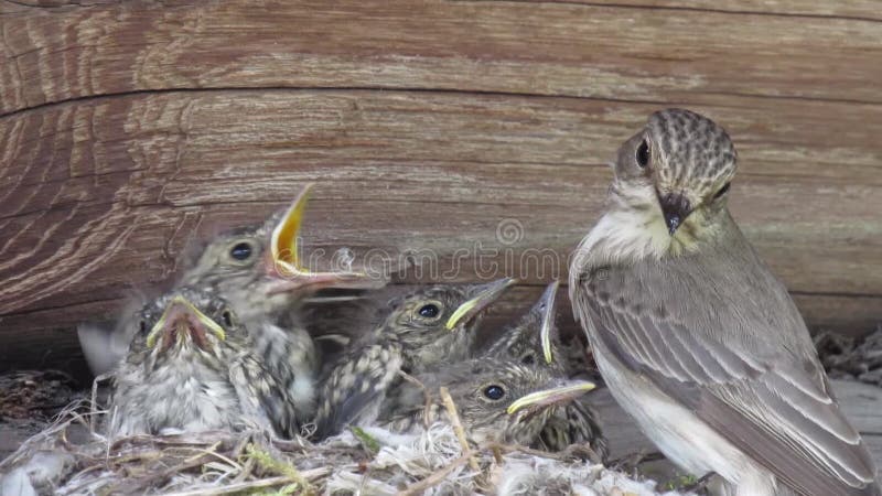 Feeding Chicks, Bird Life in the Wild. Stock Footage - Video of baby ...