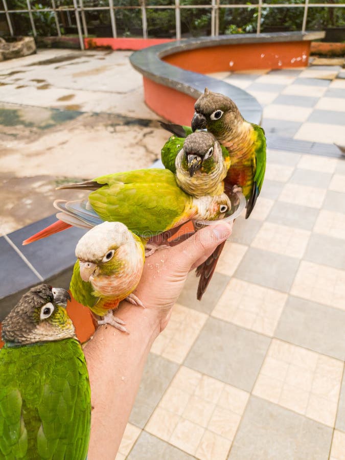 Feeding a Colorful Lovebirds that Perches on a Hand Stock Image - Image ...