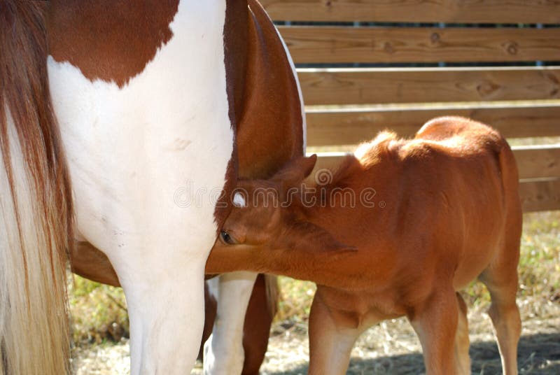 Feeding Colt stock photo. Image of baby, colt, mother - 16608358