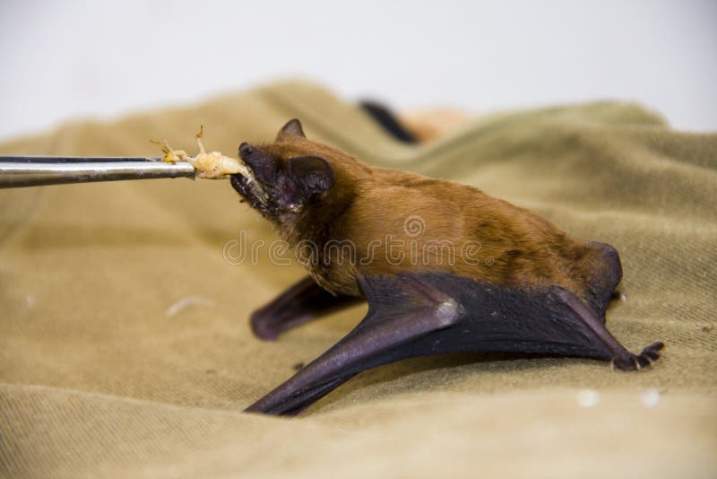 Feeding a Common Noctule (Nyctalus Noctula) Stock Image - Image of ...