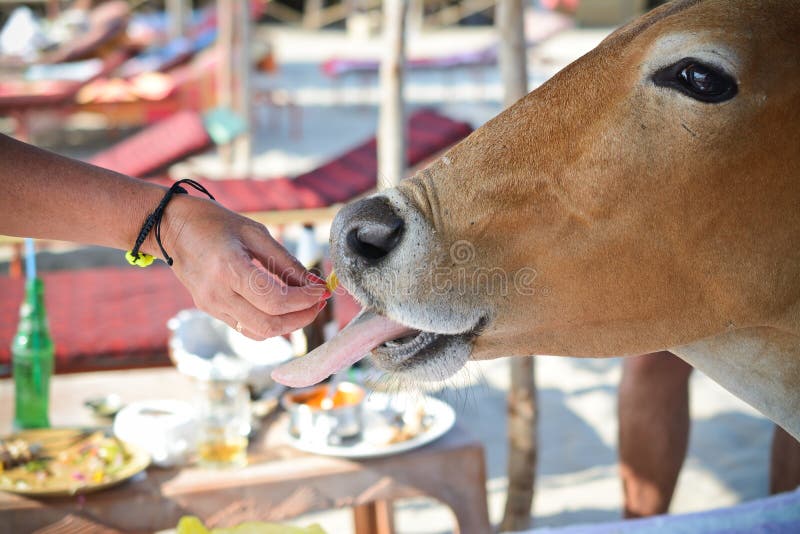 Feeding a cow stock photo. Image of grazing, feeding - 47806730