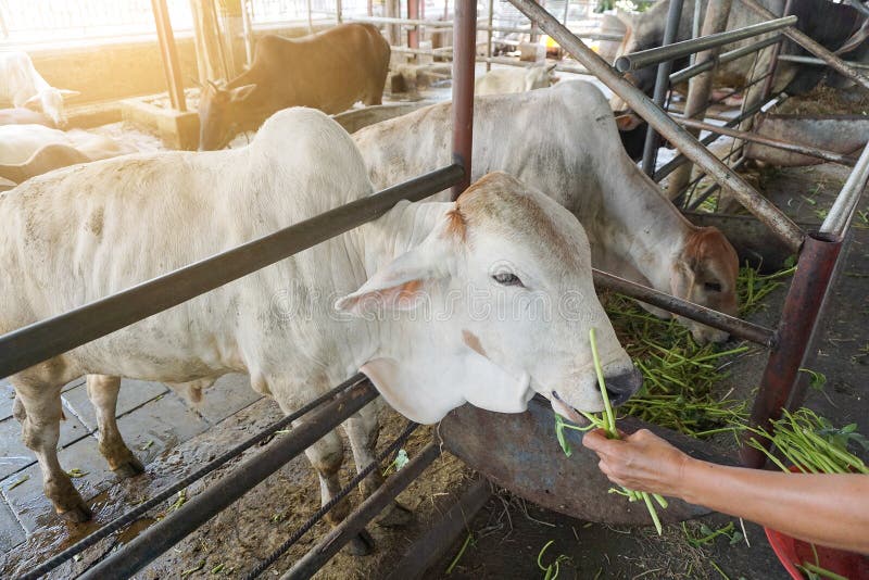 Feeding cows. stock photo. Image of caucasian, business - 79581226