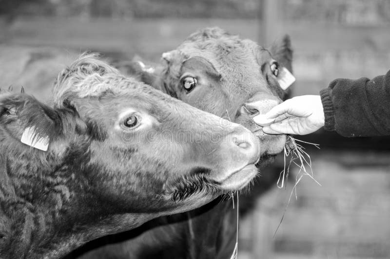 Cow Its Owner Stock Photos - Free & Royalty-Free Stock Photos from ...