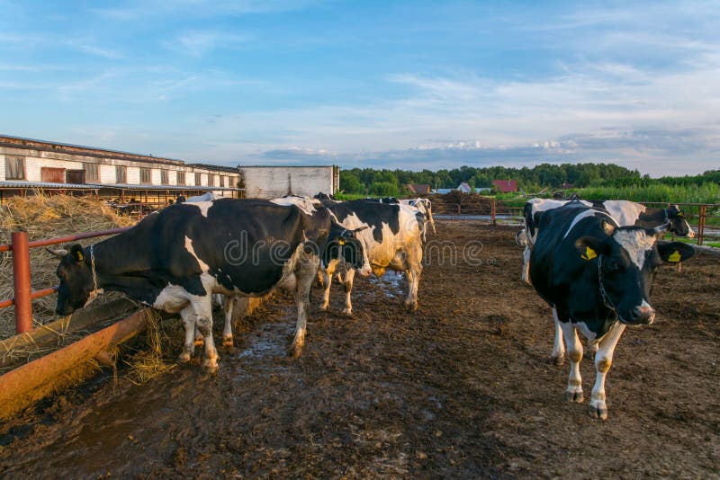 Cows on farm stock image. Image of cows, black, grazing - 103443337
