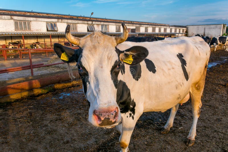 Cows on farm stock photo. Image of cattle, cows, country - 103443032