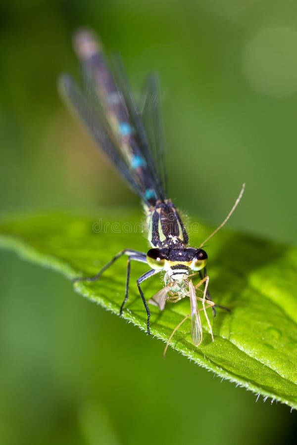 Feeding damselfly stock image. Image of detail, fauna - 34860611