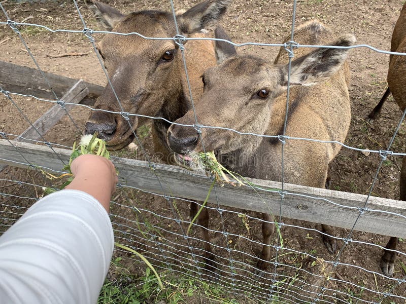 Feeding the deer stock photo. Image of rest, touch, natural - 258851560