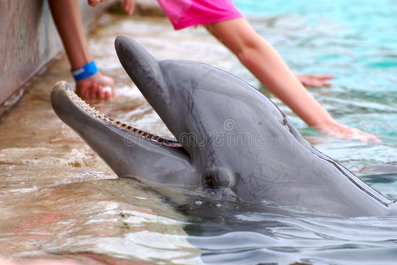 Feeding dolphin stock image. Image of wildlife, life, ocean - 2573881
