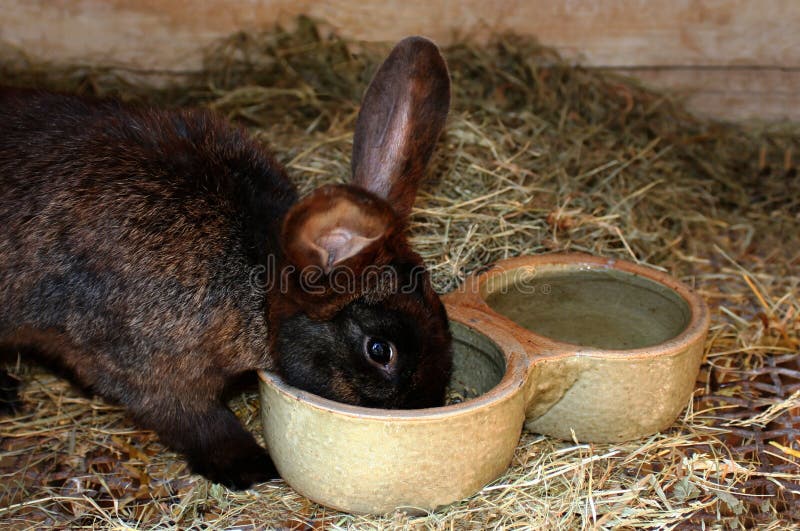 Feeding the Domestic Rabbit Stock Image - Image of nfeeding, hutch ...