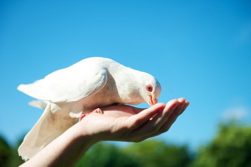 Feeding a dove stock image. Image of dove, concept, feeding - 26487763