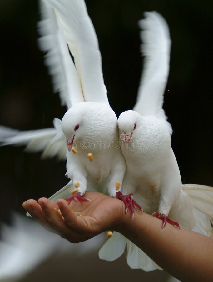 Dove stock image. Image of nature, pigeon, garden, bird - 50023295