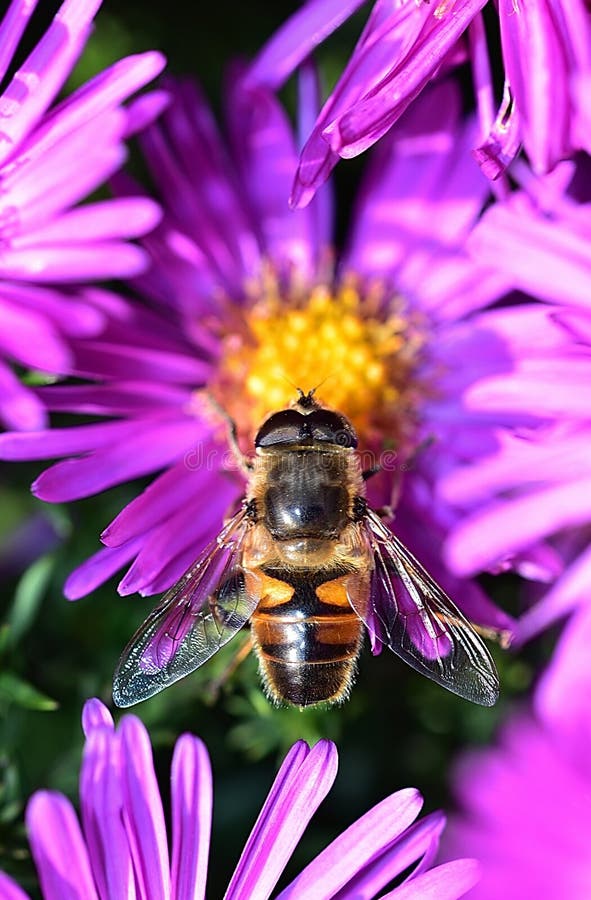 Feeding Dronefly on a Purple Aster Flower Stock Image - Image of basil ...