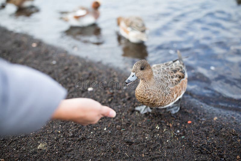 Feeding Duck stock image. Image of waterfowl, underwater - 29906403