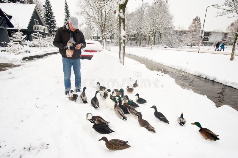 Feeding the ducks stock image. Image of senior, elderly - 17524111