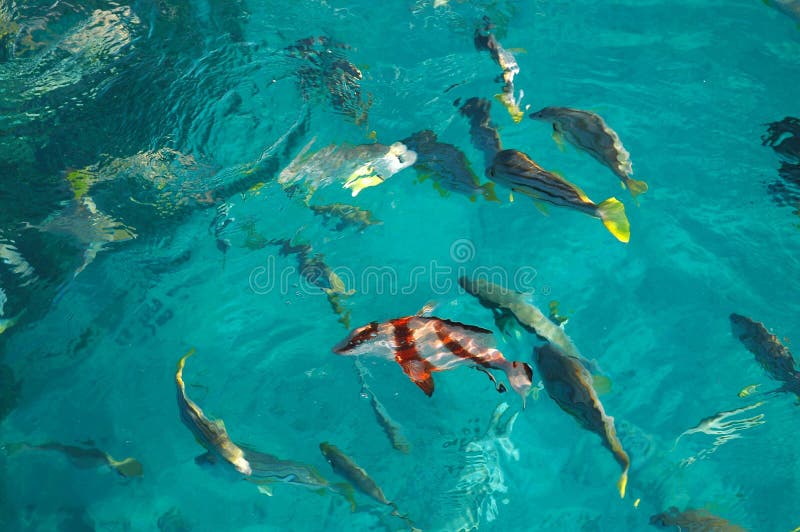 Feeding the fish stock image. Image of relaxing, diving - 1977349