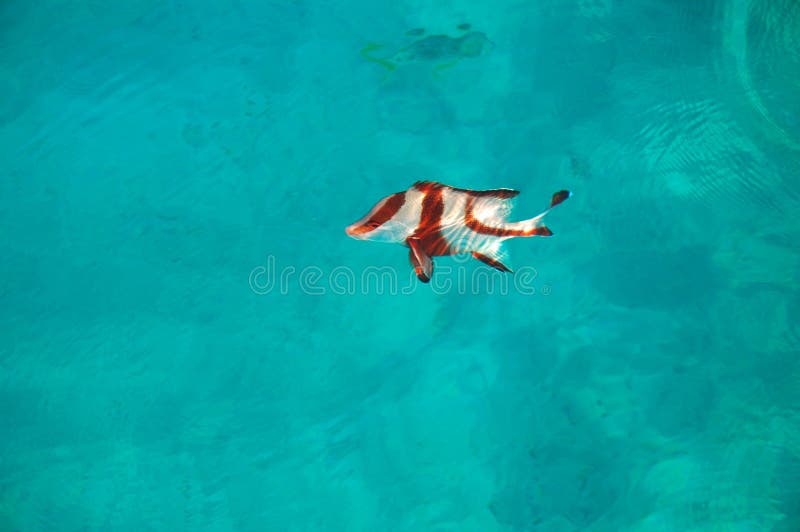 Feeding The Fish Picture. Image: 1977351