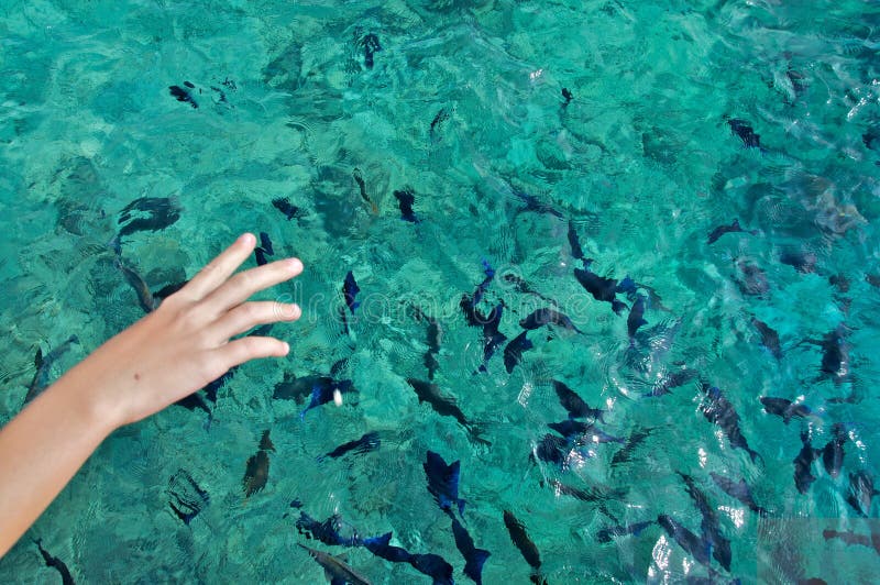 Feeding the fish stock image. Image of clear, coral, fishy - 23336197