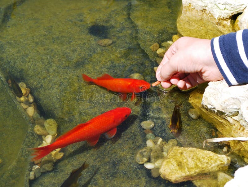 Feeding fish stock photo. Image of hand, feed, feeding - 2896942