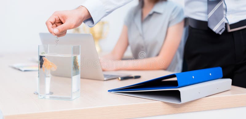 125 Office Small Aquarium Stock Photos - Free & Royalty-Free Stock ...