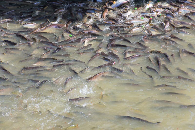 Feeding Fish with Bread and Snack at the River in Temple of Thai Stock ...