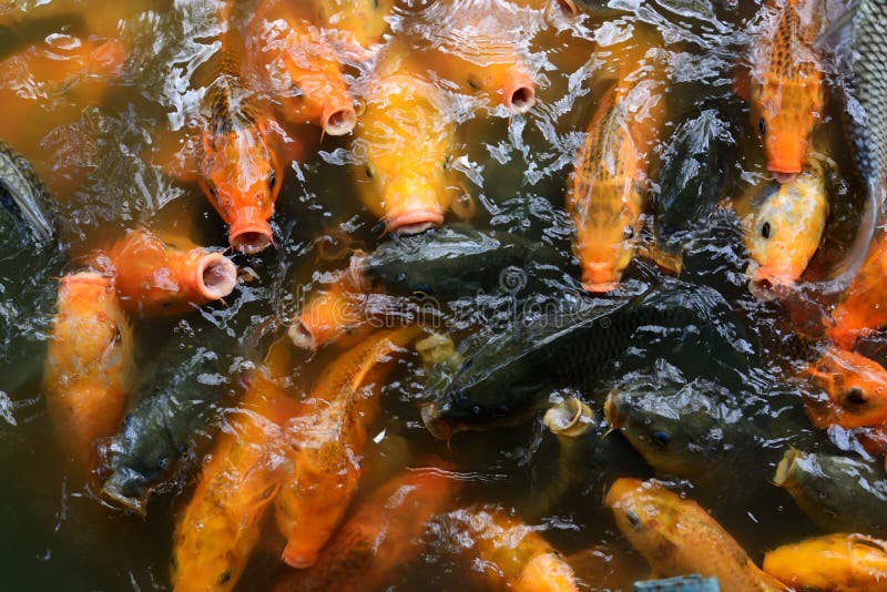 Feeding fish carp stock image. Image of feeding, feed - 79420691