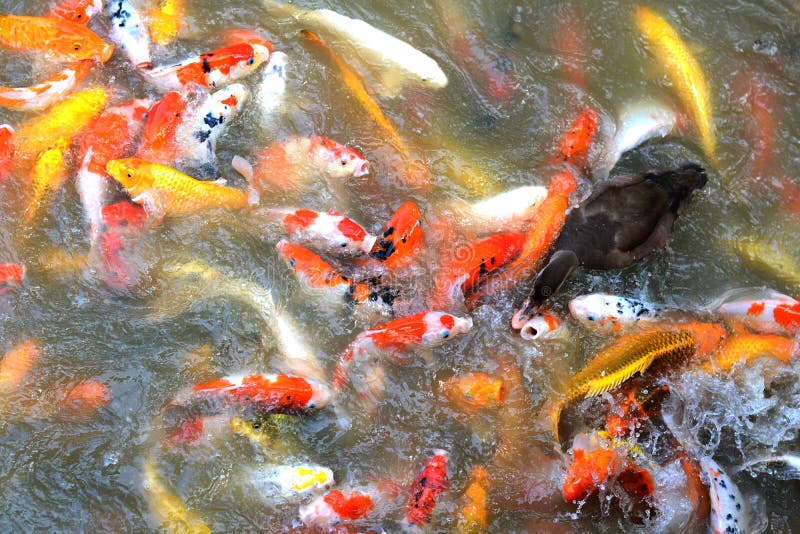 Feeding fish. stock image. Image of fish, alive, heat - 33156671