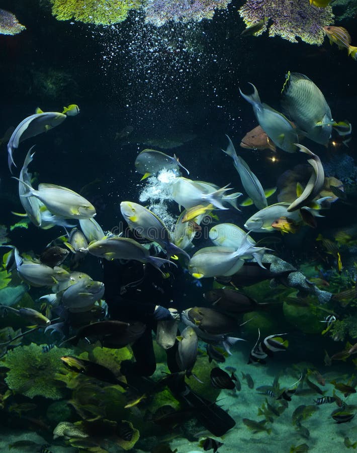 Feeding fish stock photo. Image of swimming, peaceful - 69231954