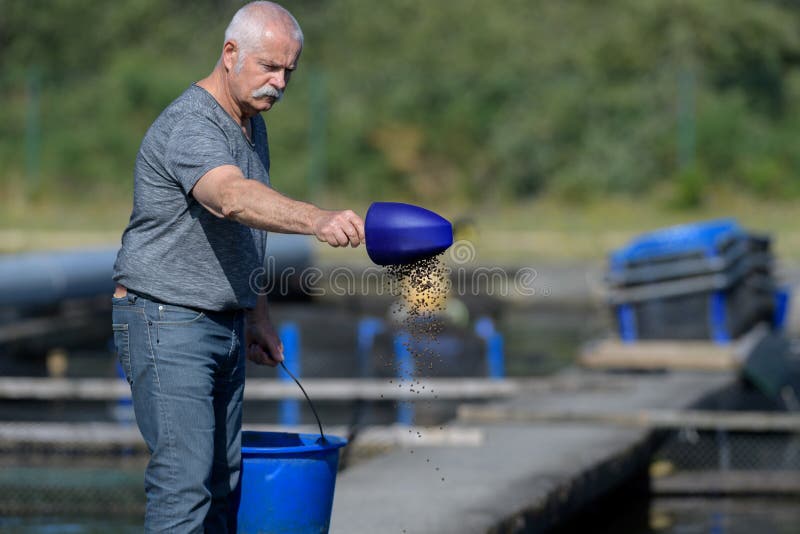 Feeding fish at fish farm stock image. Image of freshness - 103628861