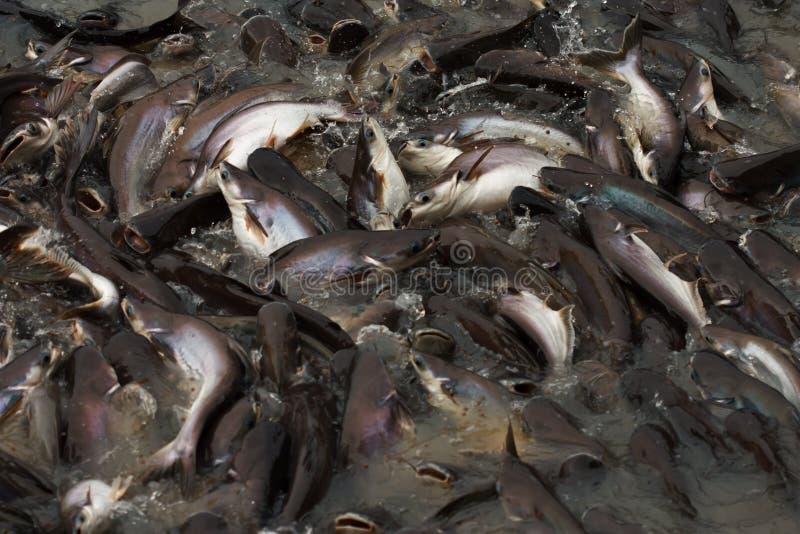 Feeding fish in farm stock photo. Image of wildlife, fish - 20810108