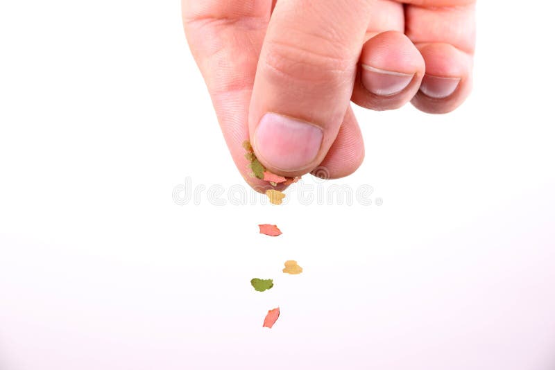 Feeding Fish with Flake Fish Food Falling To Service Feeding Fish Stock ...