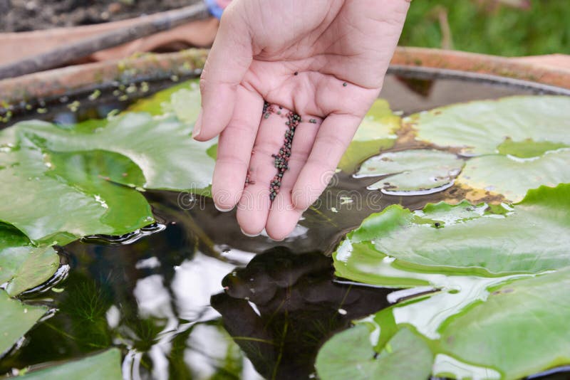 Feeding the fish stock image. Image of glass, water, color - 68246861