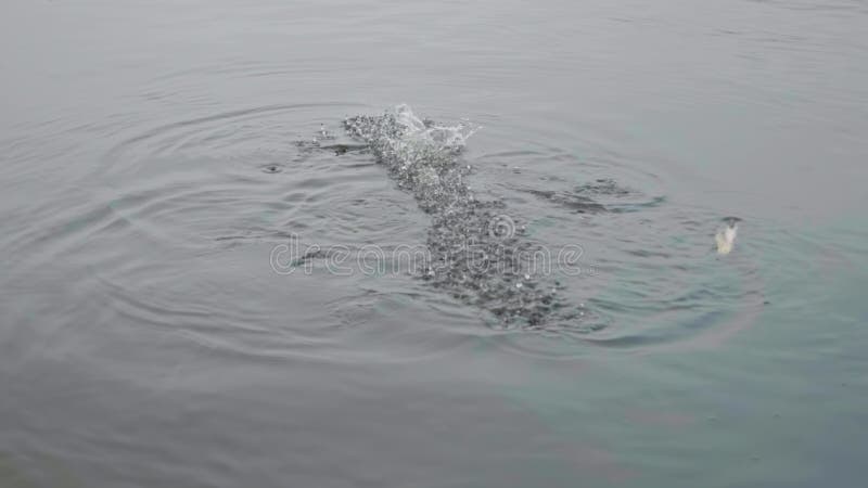 Feeding the Fish. Fish Jumping To the Surface of the Water during ...