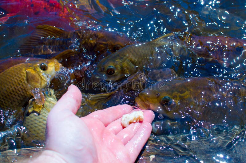 Feeding fish stock image. Image of feed, nutrition, pets - 38902505