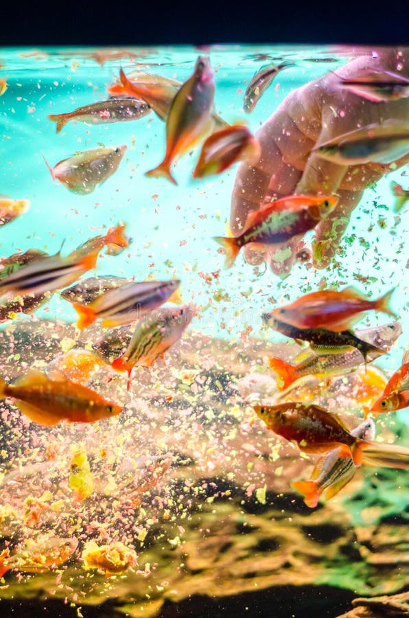 Feeding fish stock photo. Image of eating, colored, tank - 34075718