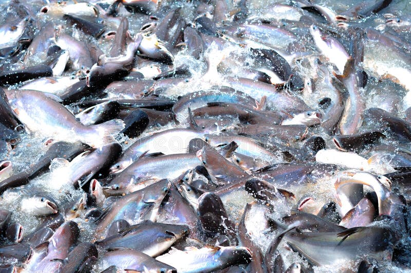 Feeding fish. stock photo. Image of detail, fauna, dive - 31408922