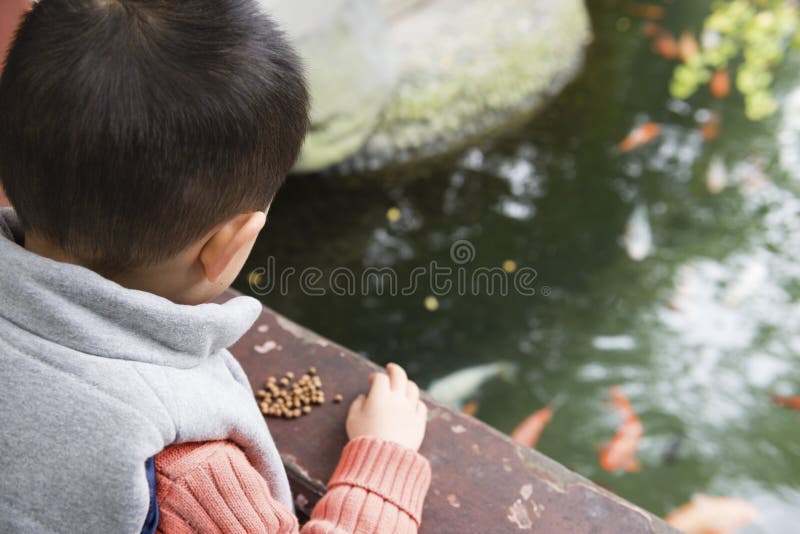 Boy feeding fish stock image. Image of water, feed, enjoy - 57871777