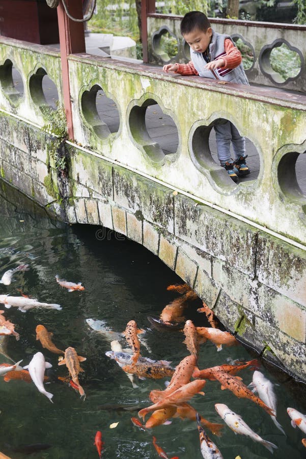 Boy feeding fish stock image. Image of water, feed, enjoy - 57871777