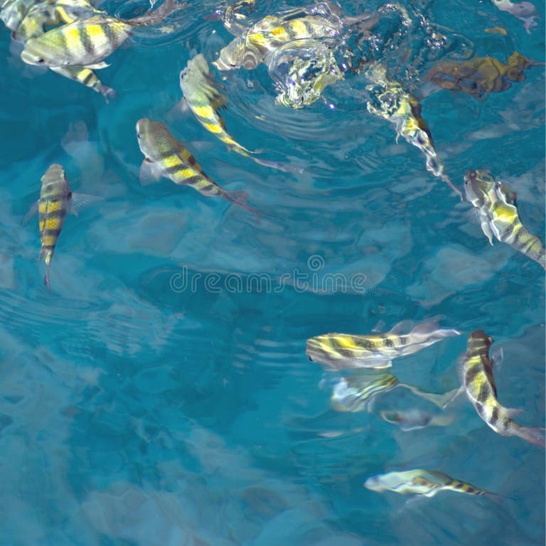Feeding fish square stock photo. Image of blue, cyan, afternoon - 4452572