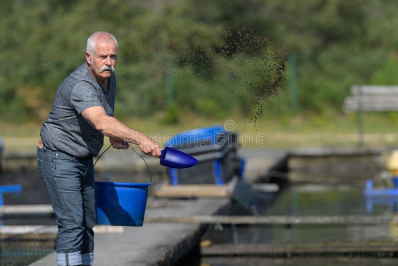 Feeding Fishes in Fish Farm Stock Photo - Image of life, feeding: 161224538