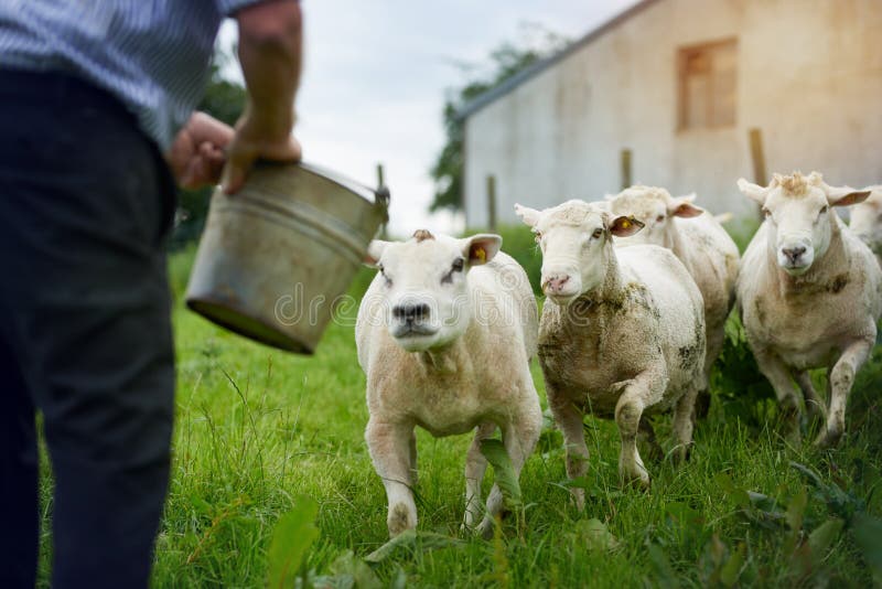 Feeding the Flock. a Farmer Feeding Sheep on a Farm. Stock Photo ...