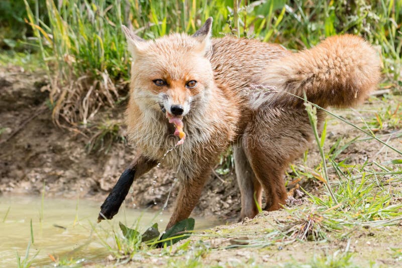 Two Red Foxes Eating Catch Bird On Meadow In Early Morning - Vulpes ...